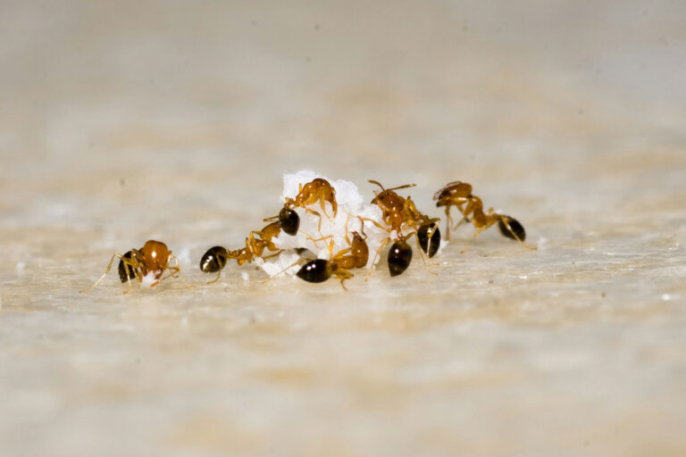10 Signs You Have an Ant Infestation and What to Do About It
