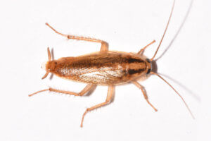 German Cockroaches: Fast-Breeding Pests and How to Stop Them | Western Pest