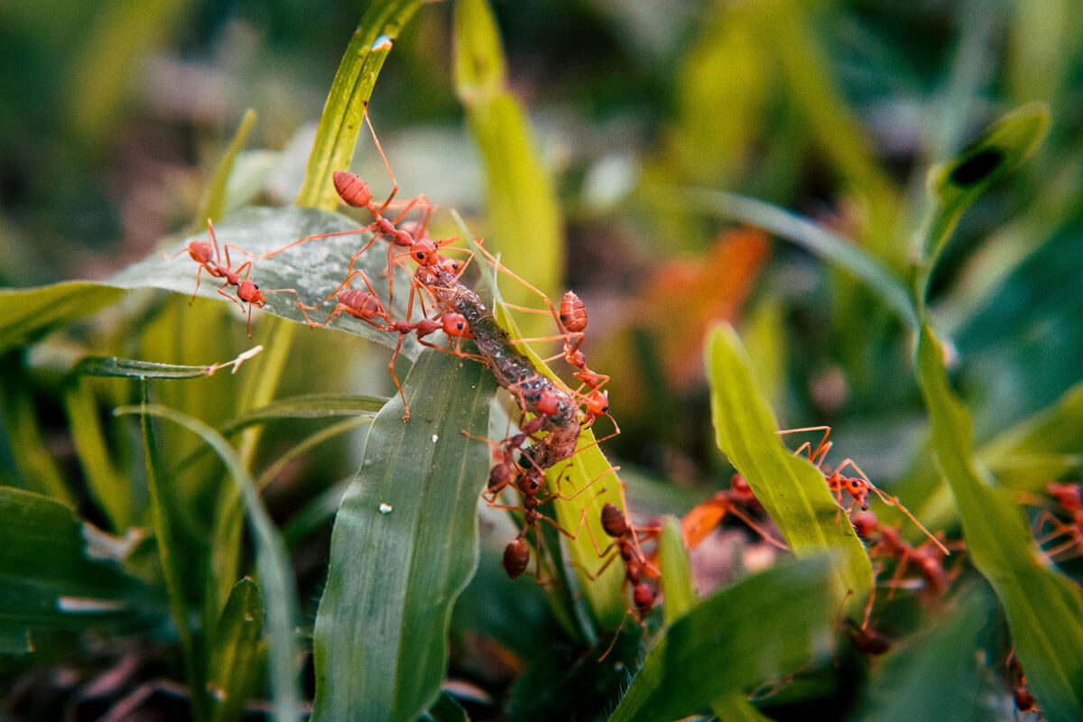 Ant Infestations by Season | What to Expect and How to Prepare