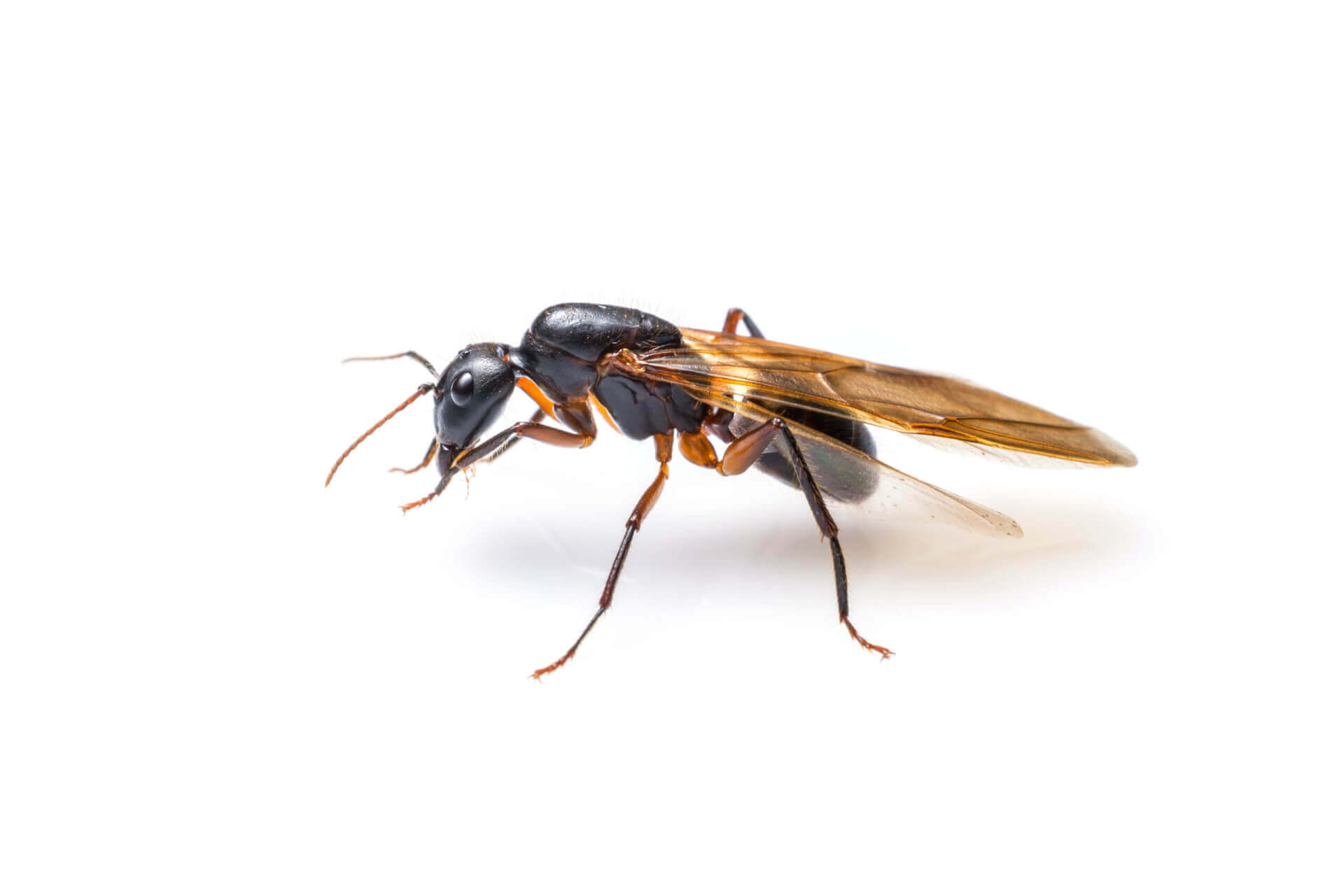 Field Ant Vs Carpenter Ant