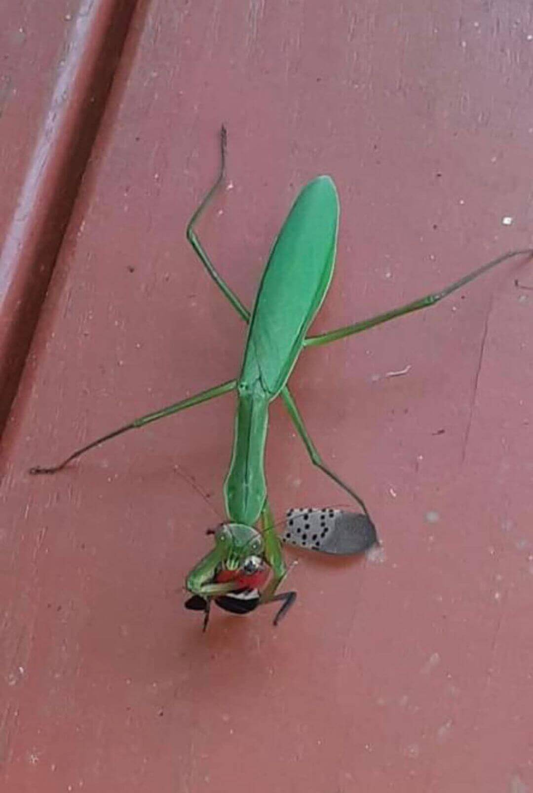 Have You Spotted Spotted Lanternflies? - Western Pest Services