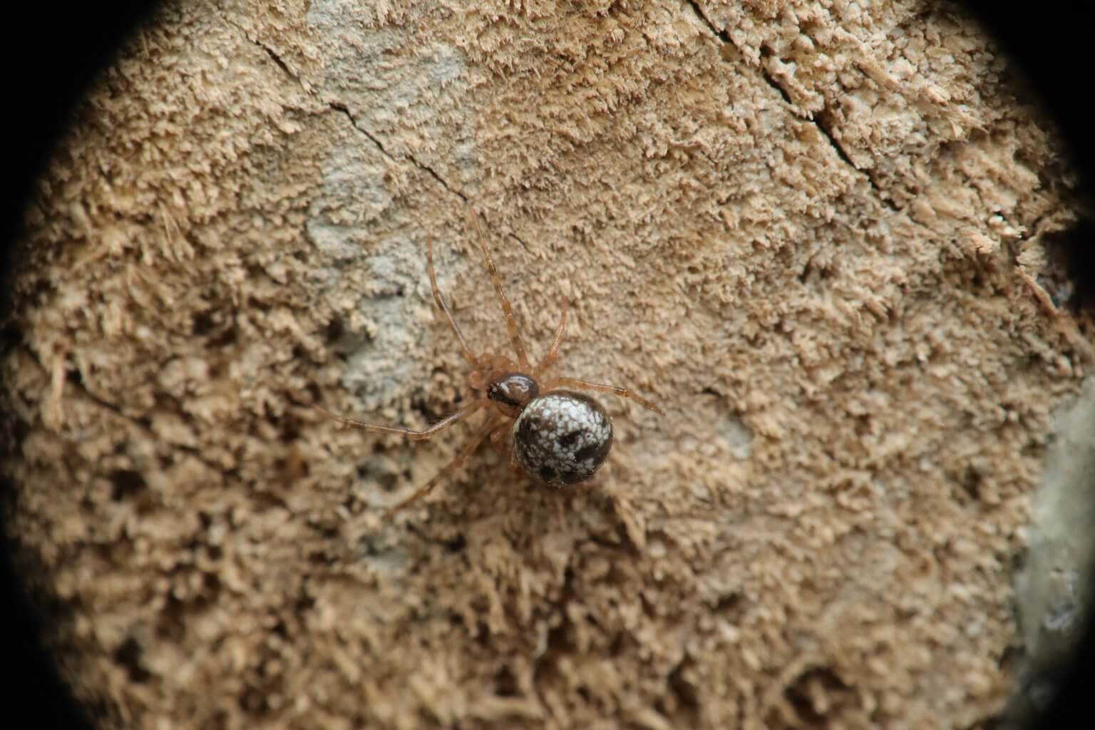 NJ Spiders | Pictures of Spiders in New Jersey - Western Pest Services