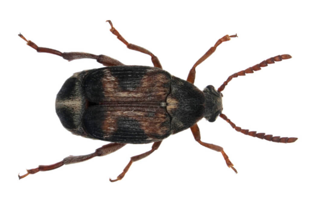 Cowpea Weevil: Protect Your Stored Grains from Infestations | Western Pest