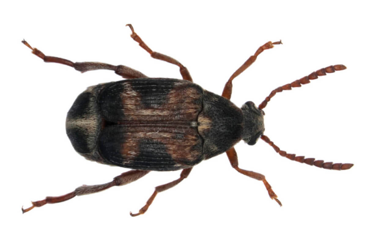 Cowpea Weevil: Protect Your Stored Grains from Infestations | Western Pest