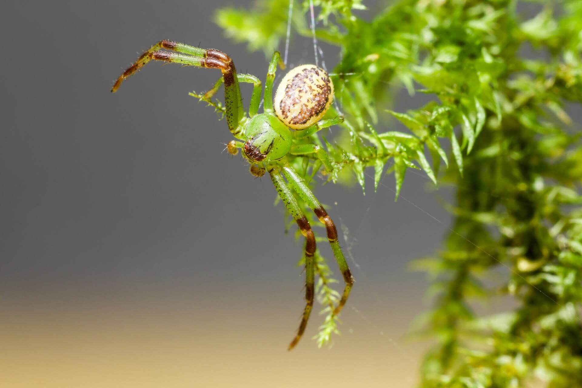 CT Spiders | Pictures of Spiders in Connecticut - Western Pest Services