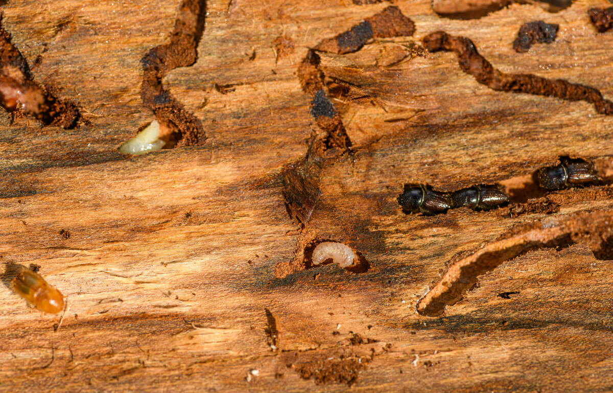 DIY or Pro Termite Control | What Works Best