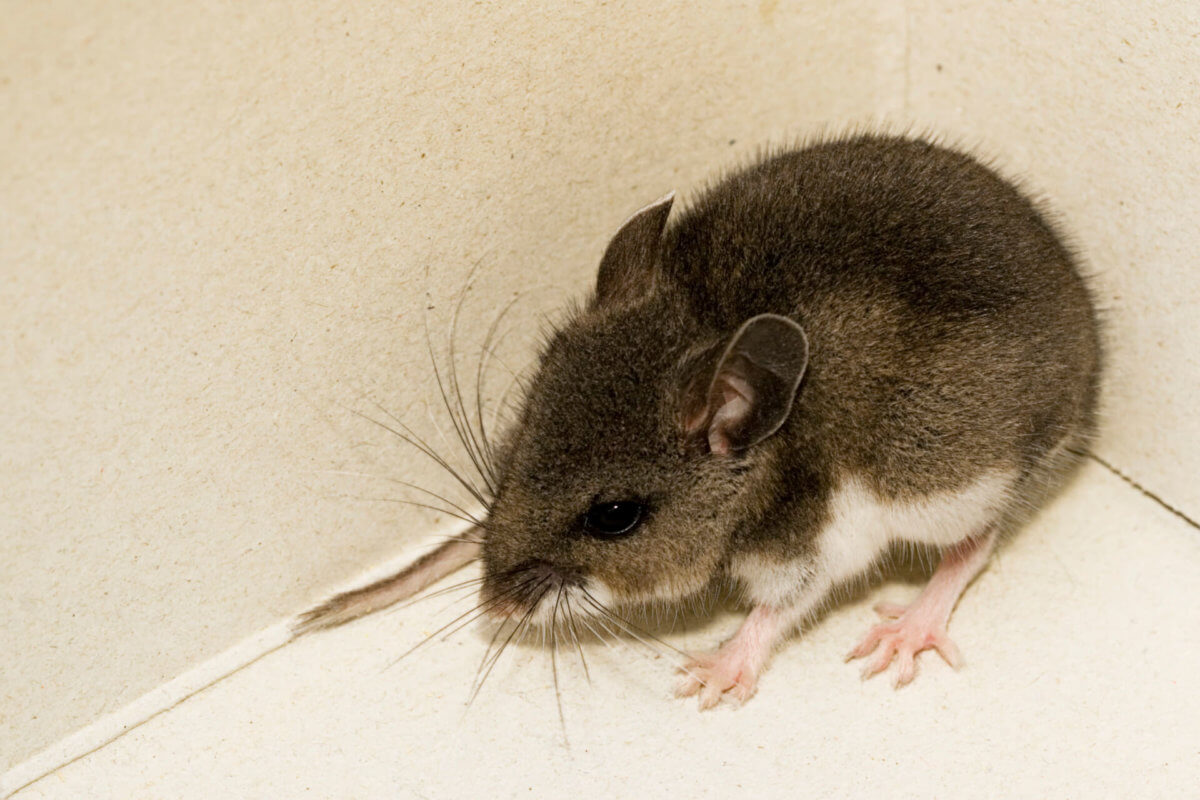Deer Mice Facts & Information
