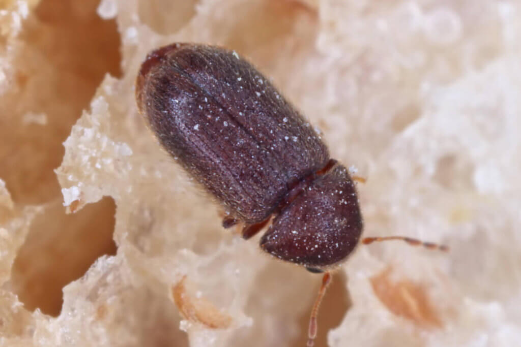 Drugstore Beetles: Protect Your Pantry with These Tips | Western Pest