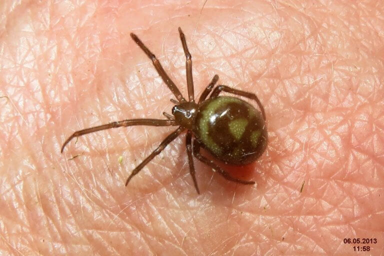 CT Spiders | Pictures of Spiders in Connecticut - Western Pest Services