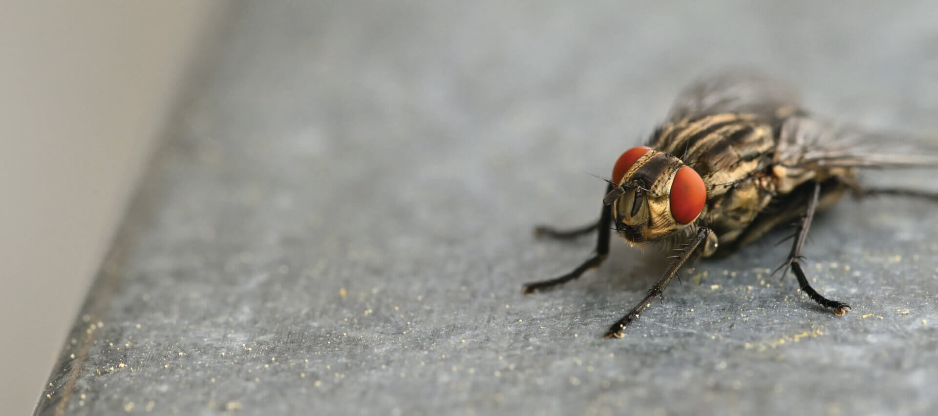 Get Rid of Flies | Fly Control from Western Pest Services