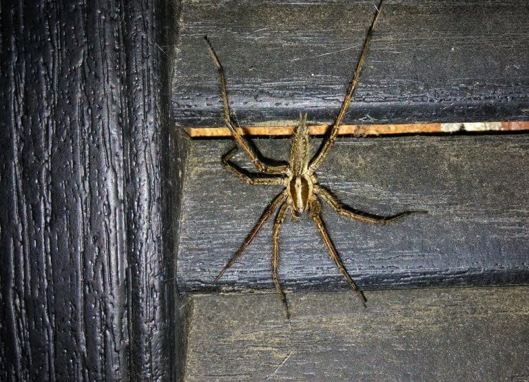 CT Spiders | Pictures of Spiders in Connecticut - Western Pest Services