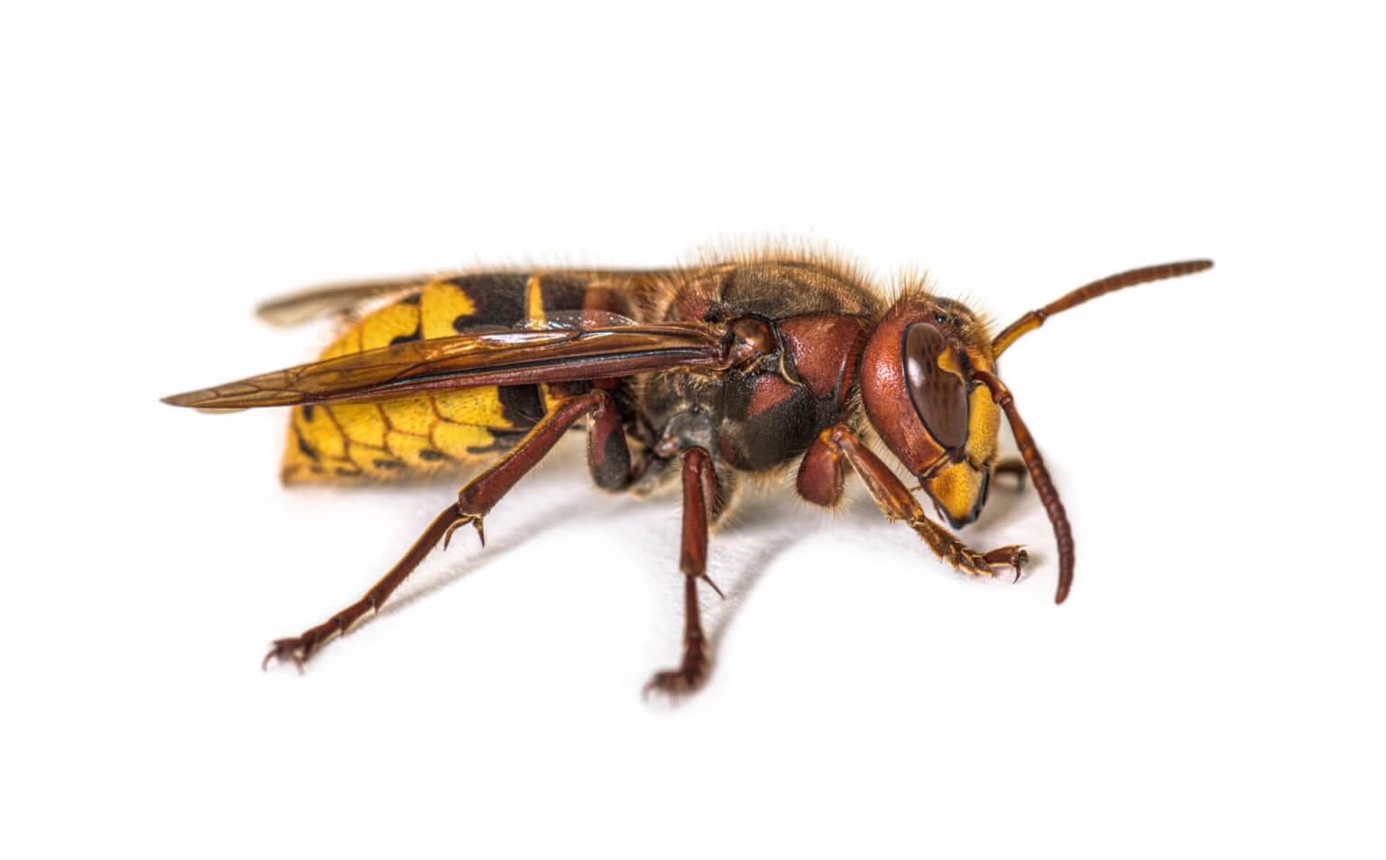 Hornets: Safety Tips and Effective Removal Methods | Western Pest