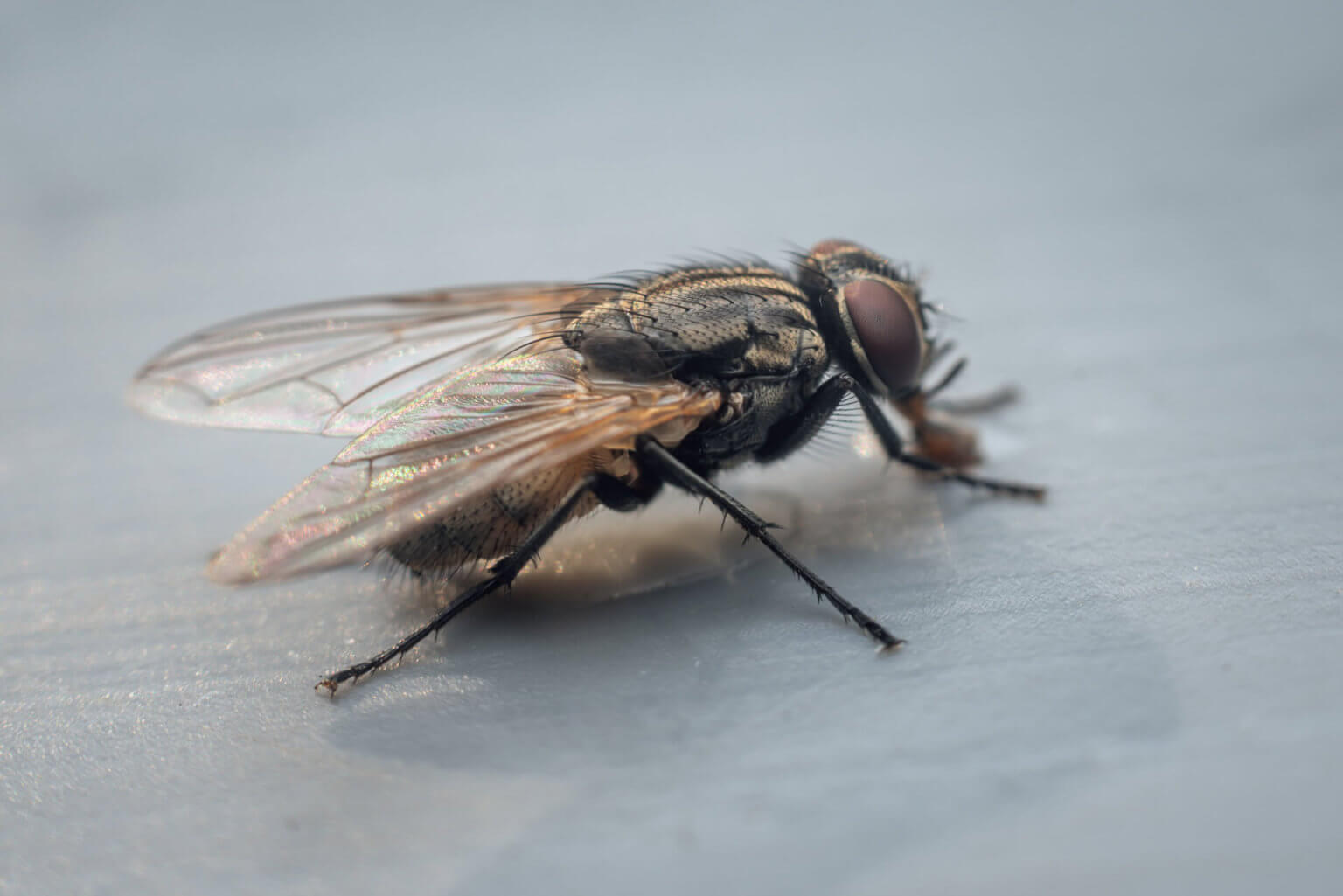 House Flies: Dangers They Pose and Proven Control Methods | Western Pest