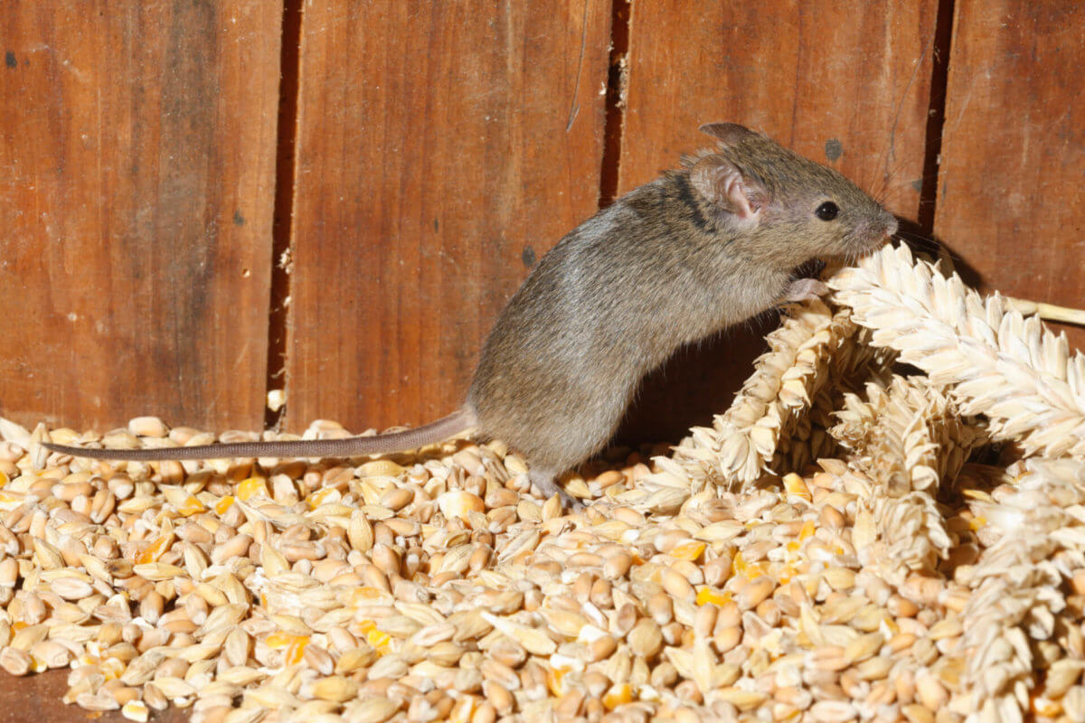 House Mice: Identification, Risks, and How to Keep Them Out | Western Pest