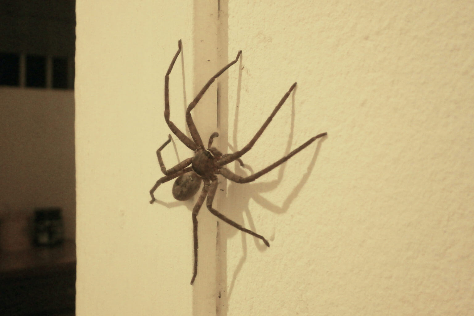 Spider Season: When Are Spiders Most Active? - Western Pest Services