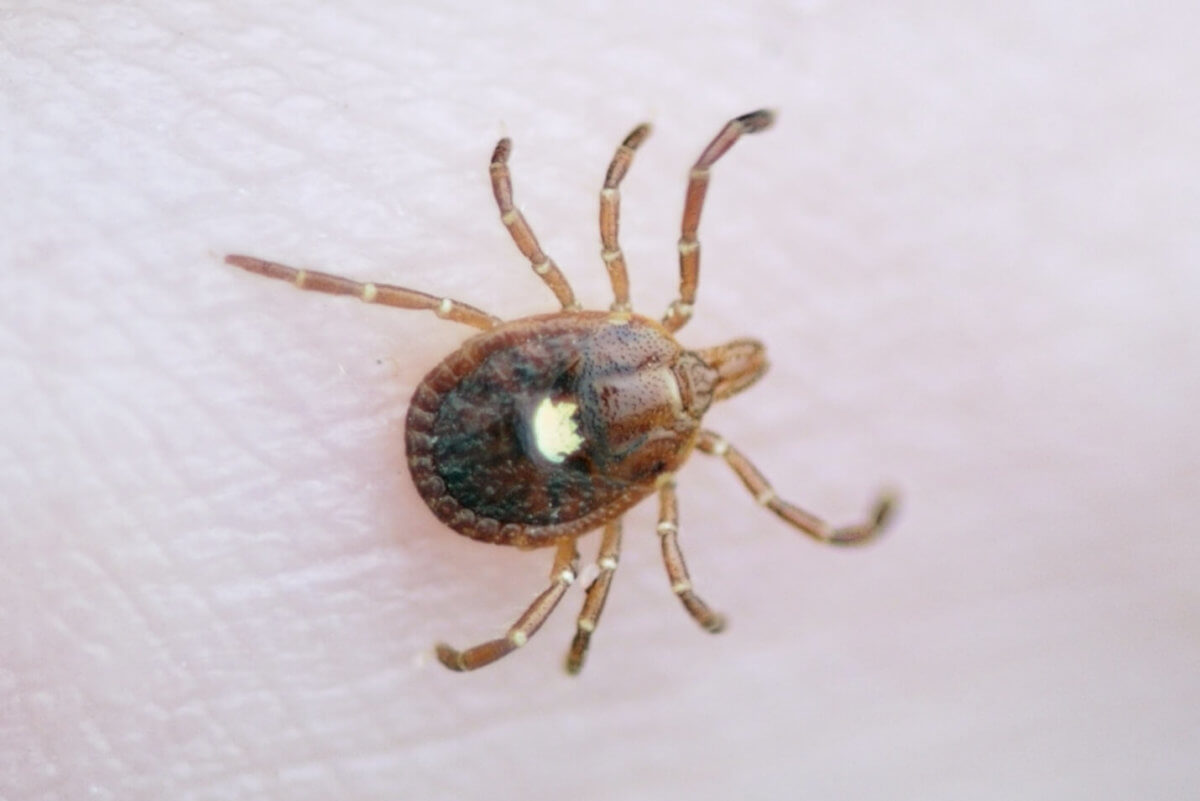 Lone Star Tick: Identification, Risks, and Prevention Tips | Western Pest