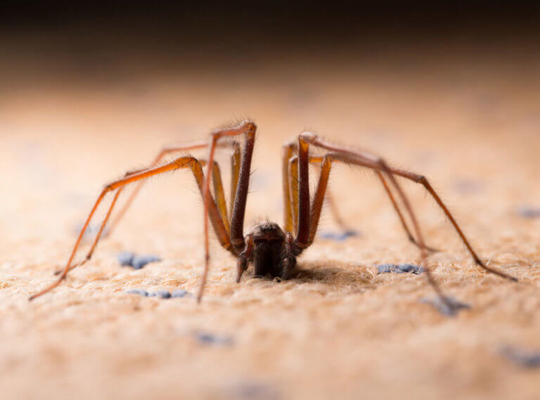 PA Spiders | Pictures of Spiders in Pennsylvania - Western Pest Services