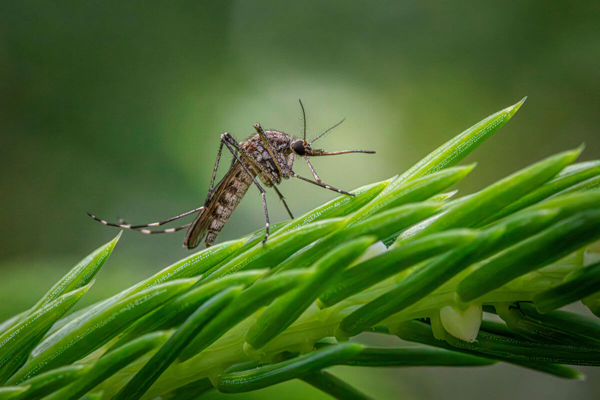 Mosquito Season: When It Starts & How to Get Ready