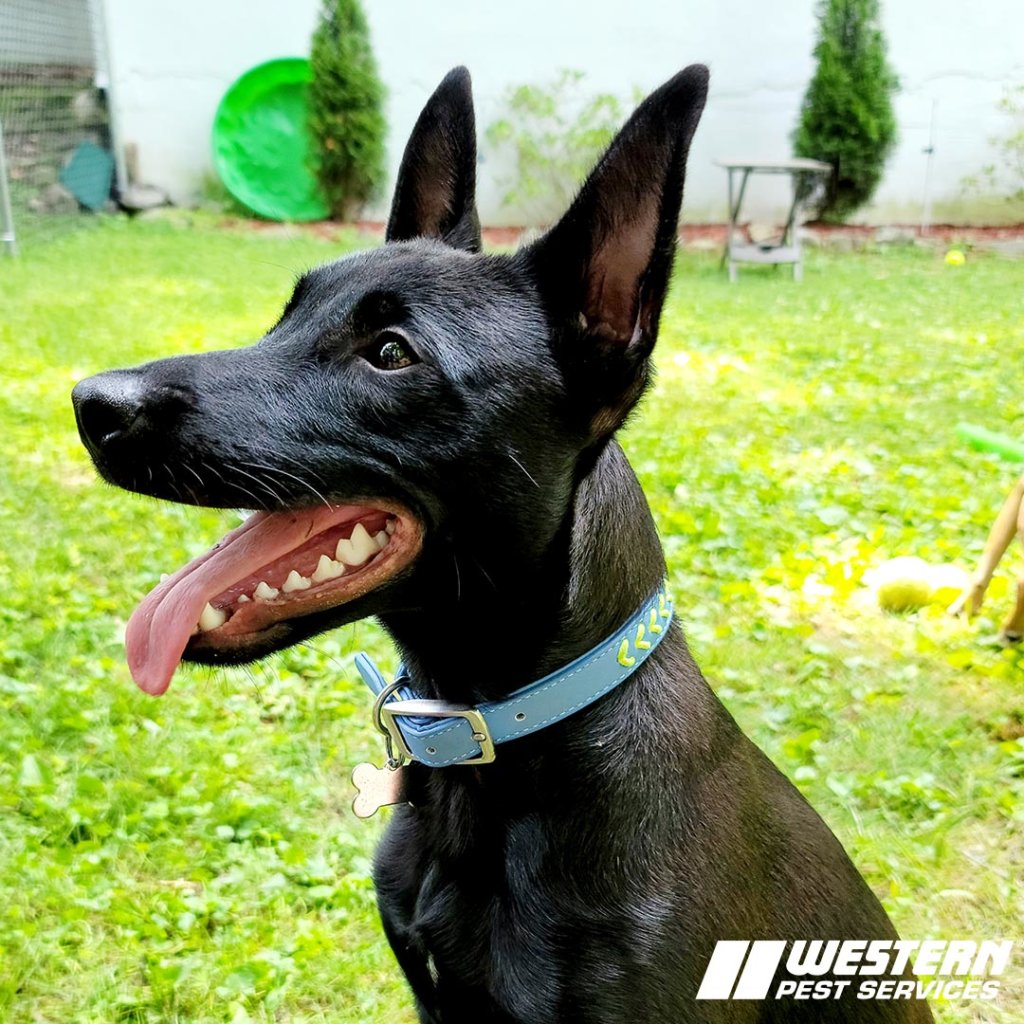 Benefits of Canine Bed Bug Detection Services - Western Pest Services