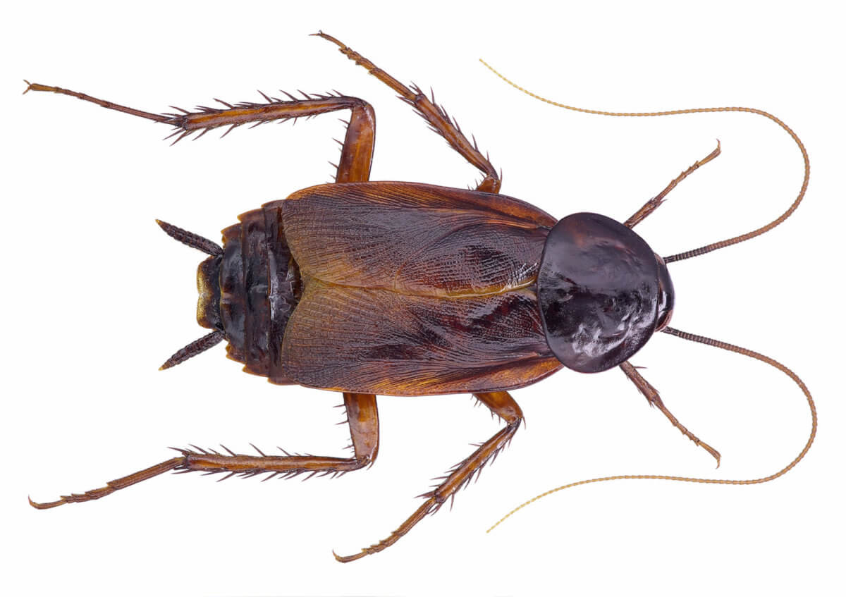 What Do Cockroaches Look Like? Cockroach Identification