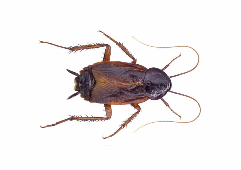 Oriental Cockroaches: The Truth About Their Risks and Removal | Western ...