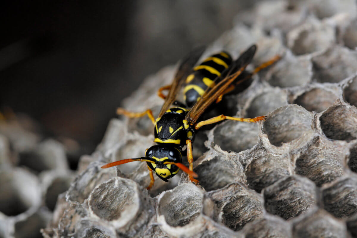 Paper Wasps: How to Prevent Nesting Around Your Home | Western Pest