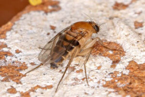 Phorid Flies: Small Pests, Big Problems -How to Handle Them | Western Pest