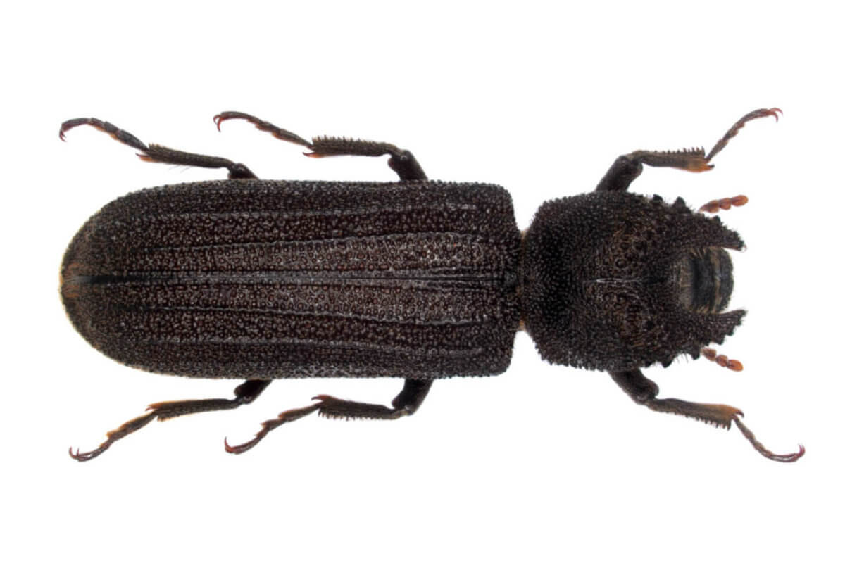Powderpost Beetles: Protecting Your Home from Wood Damage | Western Pest