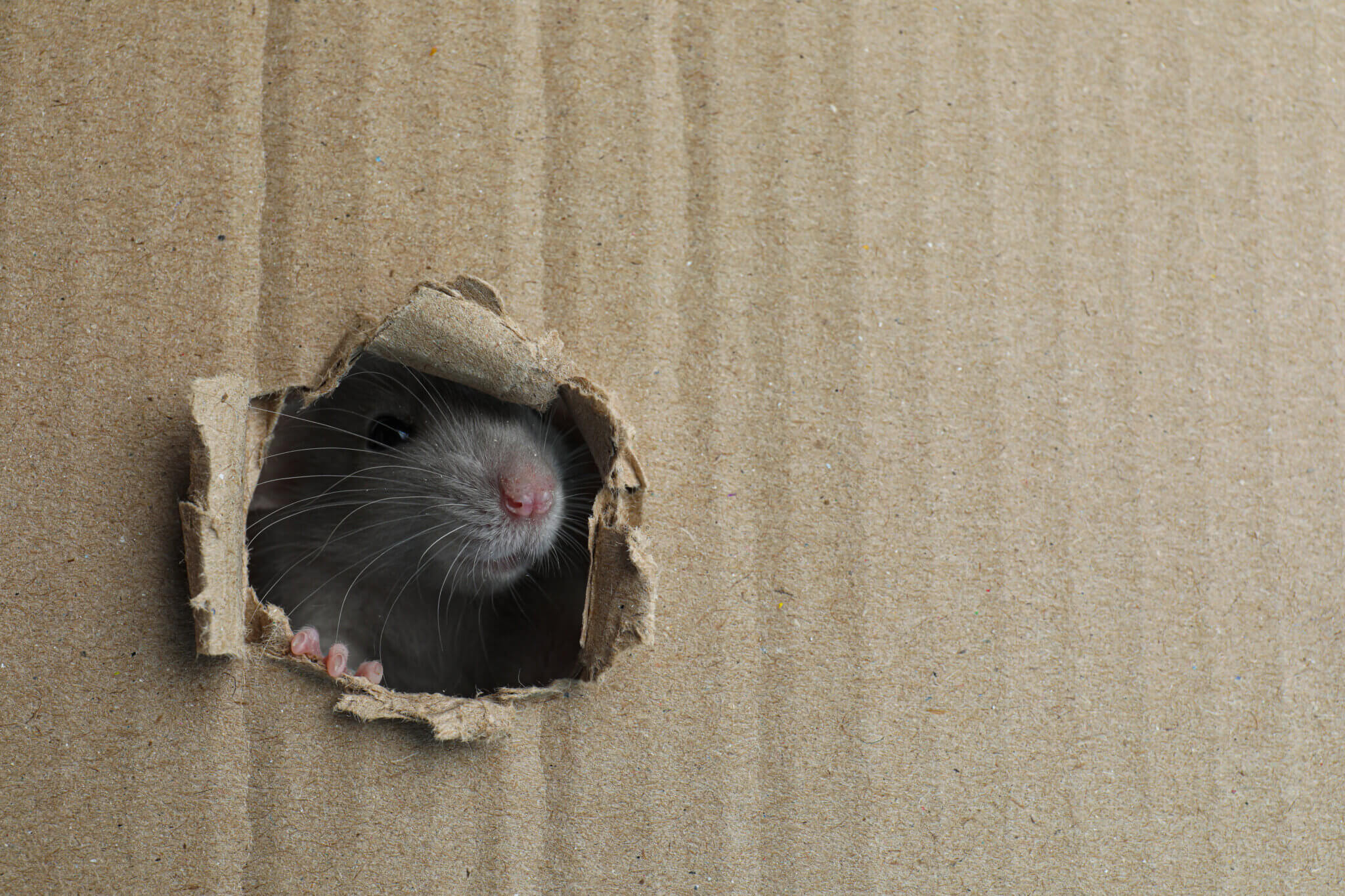 Rodent Damage | Signs of Rodent Infestation - Western Pest Service
