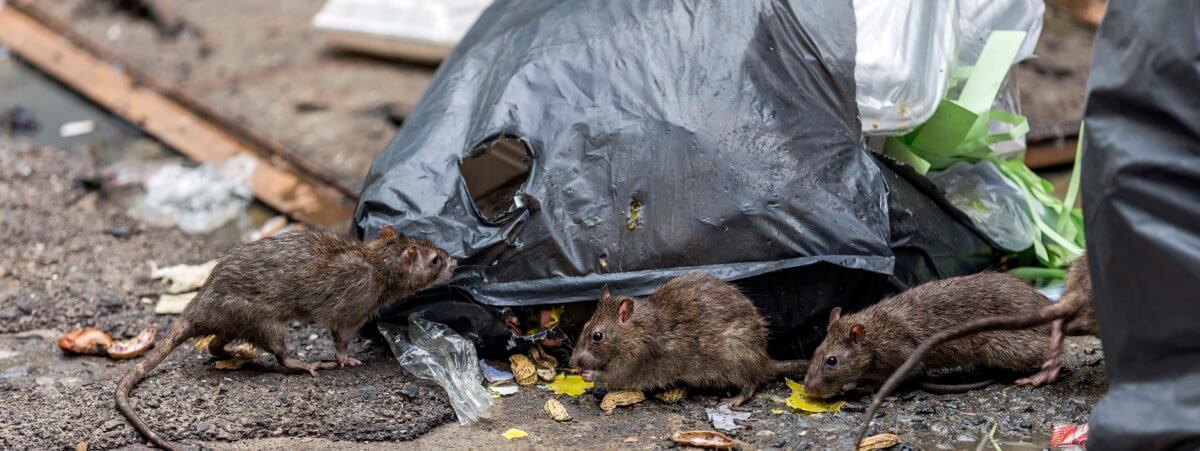 Rats in New York City - Western Pest Services