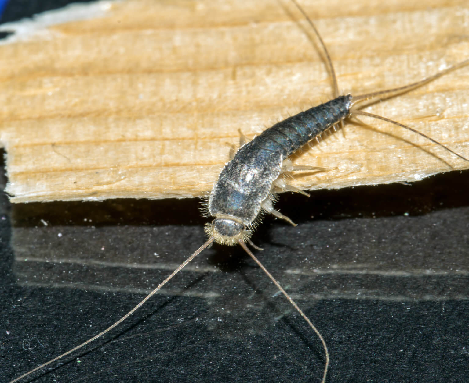 Silverfish in Bed: Problems, Control & Removal