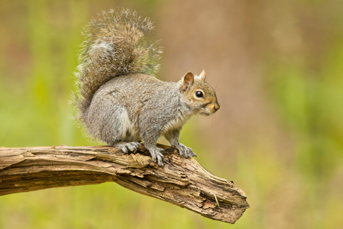 Common Squirrels: Behavior, Risks, and How to Manage Them | Western Pest