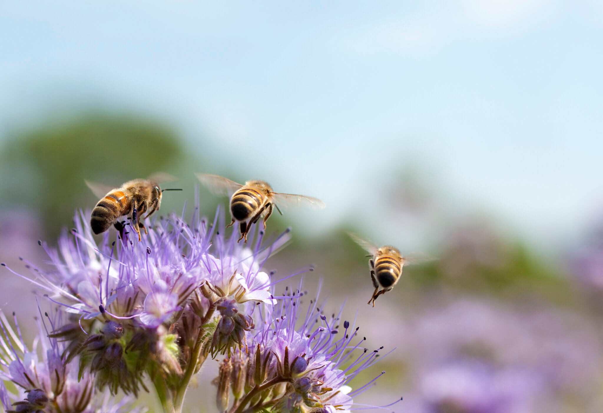 Summer Pest Control Tips for Hospitality Businesses