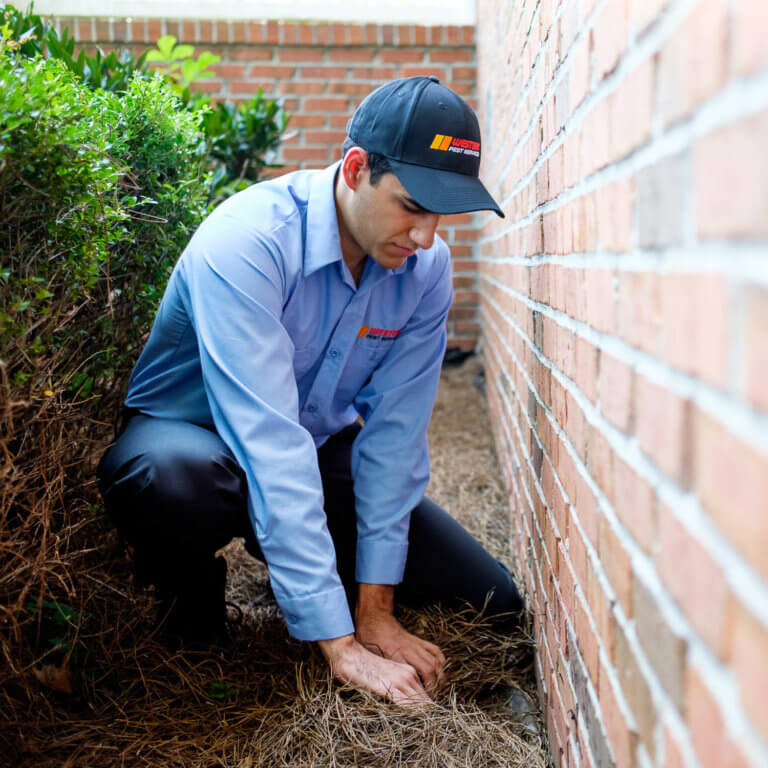 Wood Destroying Insect Reports - Who Needs One | Western Pest WDIR