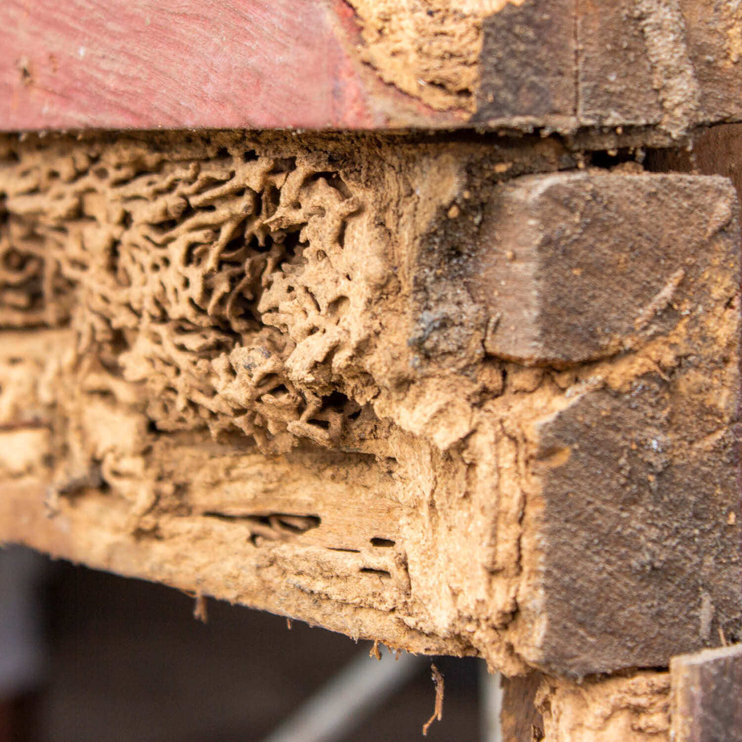 Benefits of WDIRs When Buying a New Home - Western Pest Services