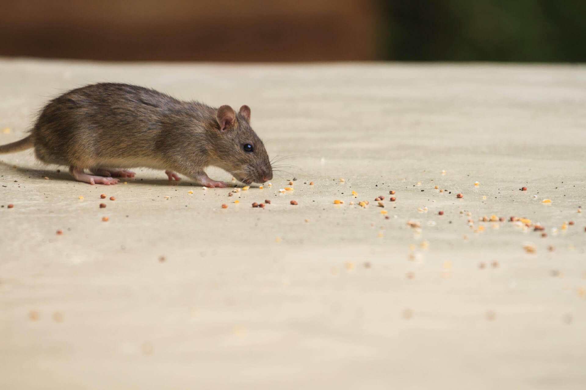Keep Rodent Risks Out of Healthcare - Western Pest Services
