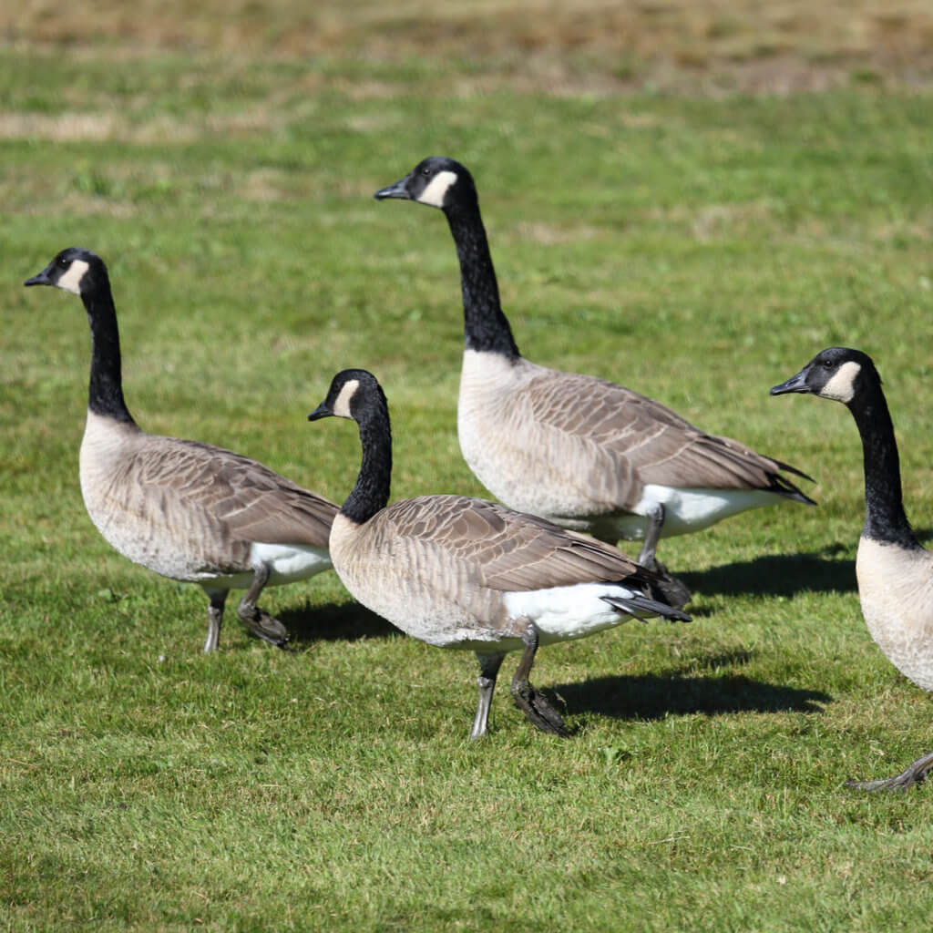 Why Goose Control? - Western Pest Services