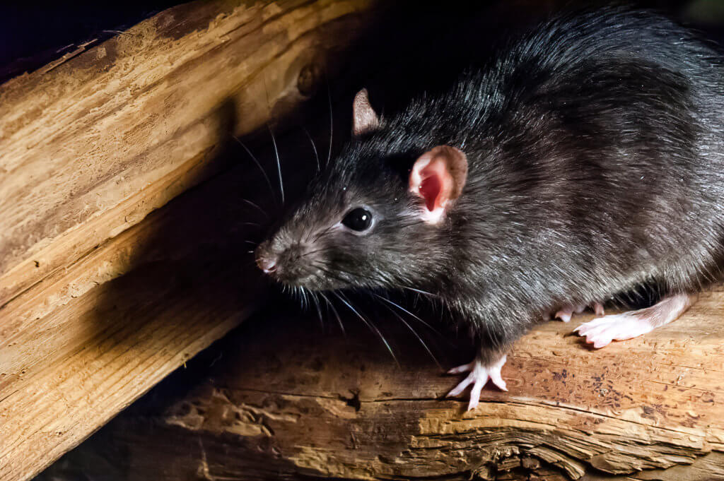 Proactive Pest Prevention | 5 Ways to Prevent Pests