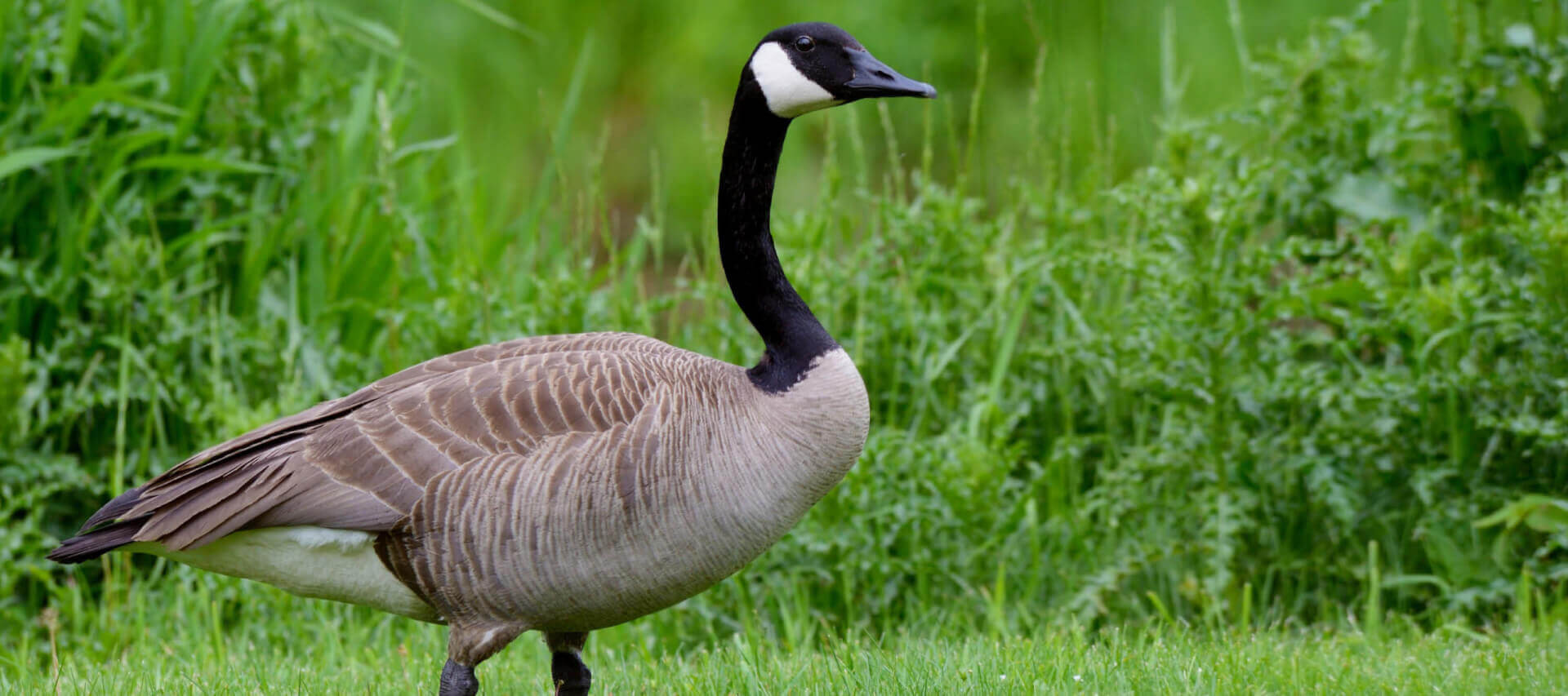 Increasing Goose Problems: What Has Changed with Canadian Geese?