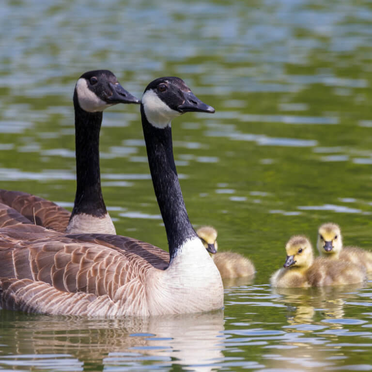 Increasing Goose Problems: What Has Changed with Canadian Geese?