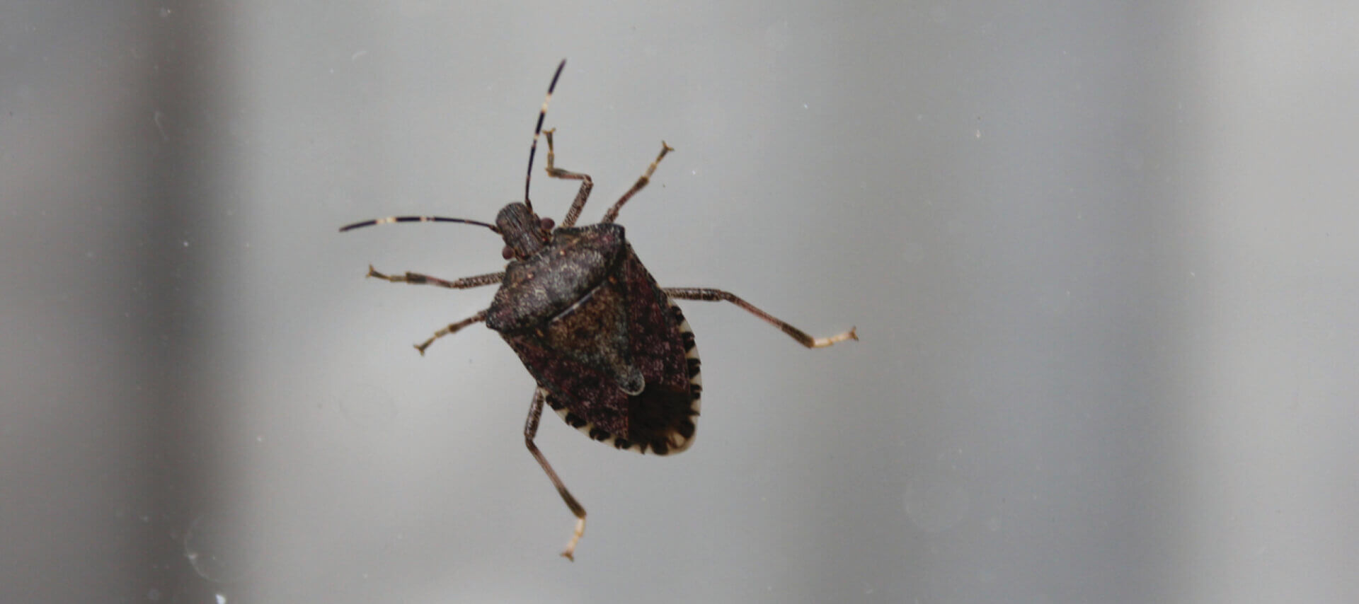 Overwintering: How Do Pests Survive the Winter? - Western Pest Services