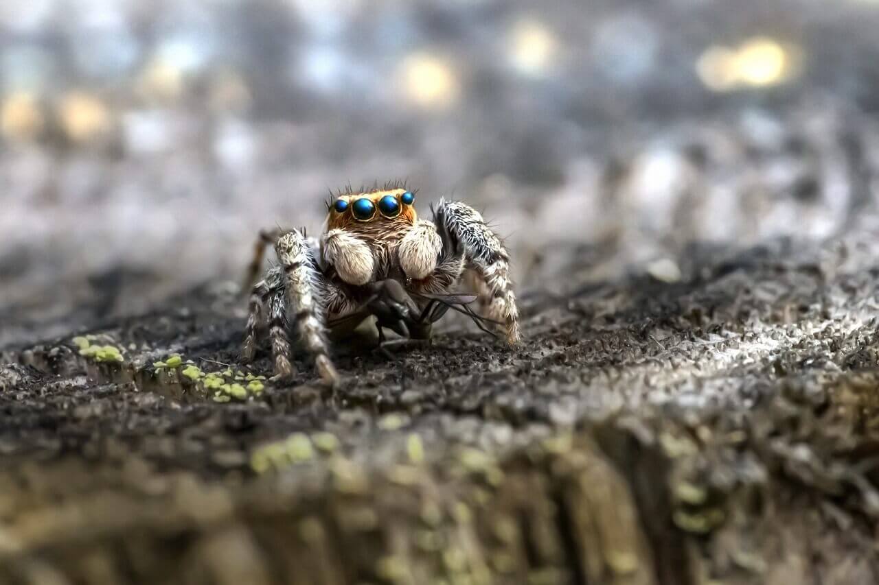 CT Spiders | Pictures of Spiders in Connecticut - Western Pest Services