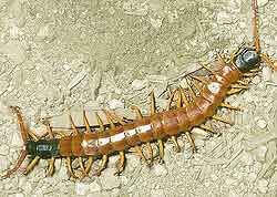 Centipede Control in NJ, NYC, and Eastern PA