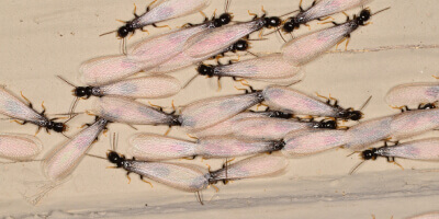 Termite Facts: Risks, Warning Signs, and Prevention Tips | Western Pest