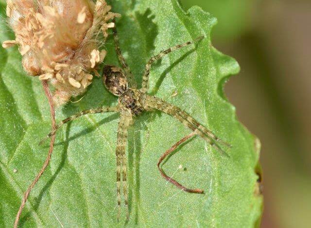 Get Rid of Fishing Spiders in CT, NY, NJ, PA & DE
