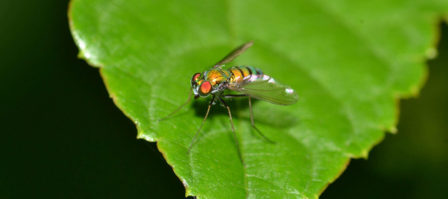 Get Rid of Flies | Fly Control from Western Pest Services