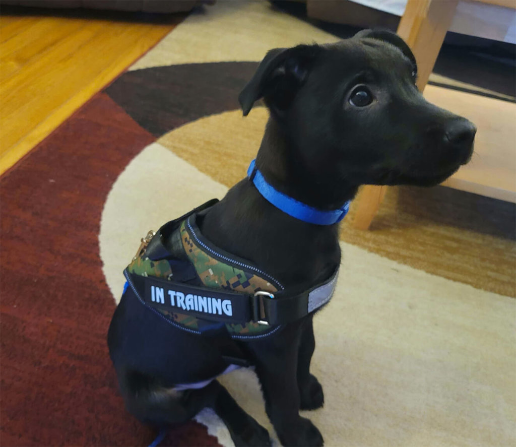 5 Things to Look for in a Pest Control Company - Western Pest Services