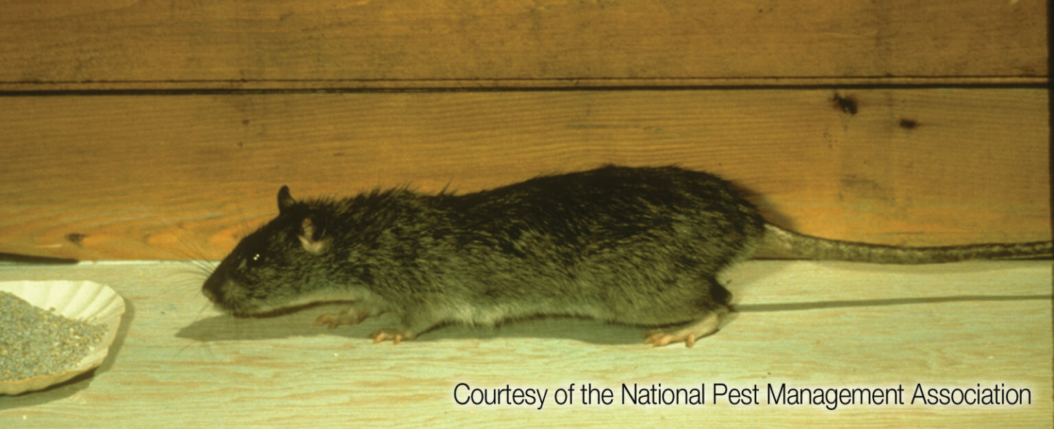 Roof Rat vs. Norway Rat: Key Differences and Control | Western Pest