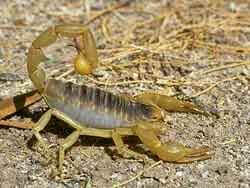 Scorpion Control for CT, NY, NJ, PA, & DE